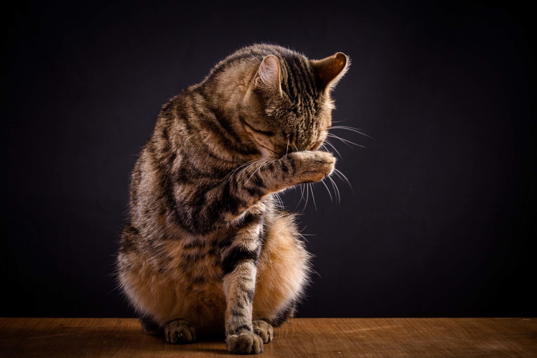 Comment savoir si mon chat a des puces ? 10 signes qui le montrent