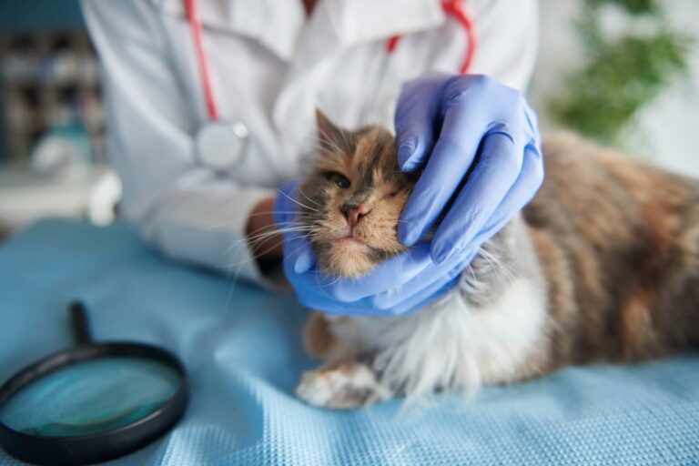 Gingivite chronique chez le chat : comment la traiter